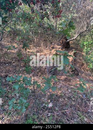 Oracle Oak (Quercus × morehus Stock Photo - Alamy