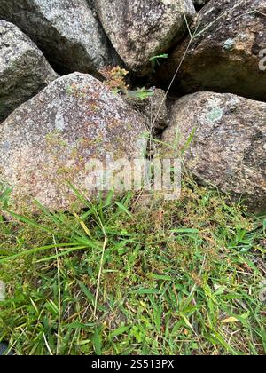 Marsh parsley (Cyclospermum leptophyllum Stock Photo - Alamy