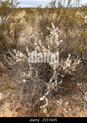 Winterfat (Krascheninnikovia lanata Stock Photo - Alamy