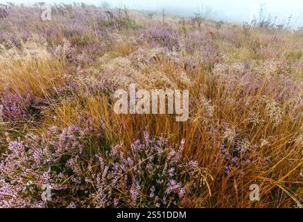 Misty morning dew on mountain meadow Stock Photo - Alamy