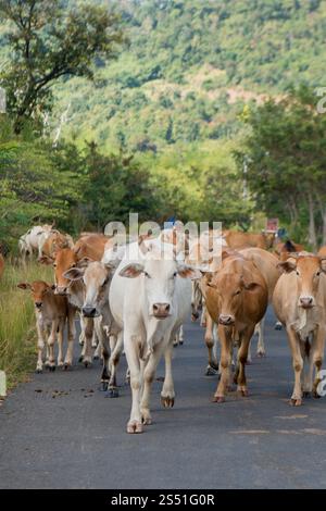 cows on a road near the town of Sra Em in the province of Preah Vihear ...