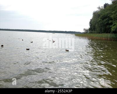 Ducks On The Beach 3 - In The Background Reeds Stock Photo - Alamy