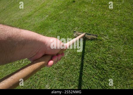 Raking grass waste after cutting the grass. Manual tools for lawn ...