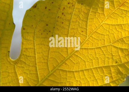 A radiant yellow leaf displays detailed textures and patterns ...