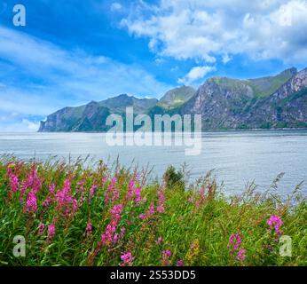 Summer Senja coast (Norway) view and pink flowers in front. Cloudy ...