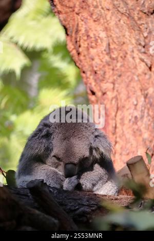 A closeup of an adorable gray koala sleeping on the tree Stock Photo ...