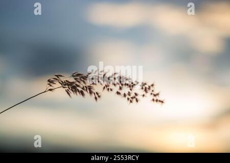 Summer grass meadow motion blur of pleasant wind with bright sunlight ...