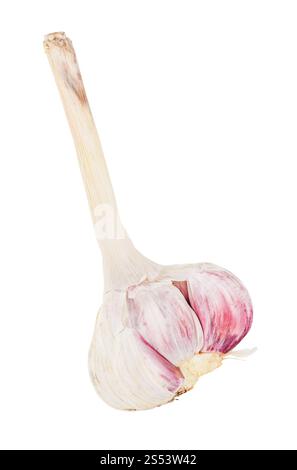 Fresh unpeeled raw garlic bulb isolated on white background close up ...