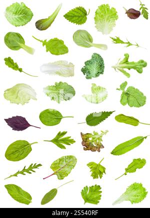 Various of greens isolated on white Stock Photo - Alamy