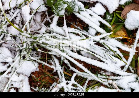First snow on brown fallen leaves and green grass in the park in late ...