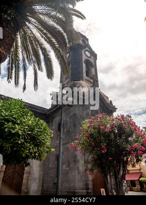Beautiful tropical palm trees growing in the meadow in a color film ...