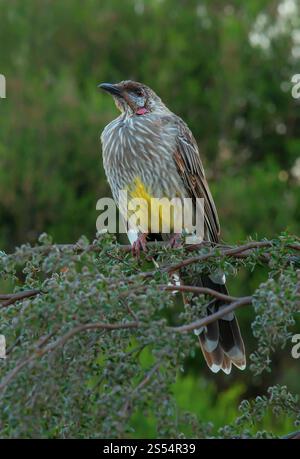 The Red Wattlebird is a large, noisy honeyeater. The common name refers ...