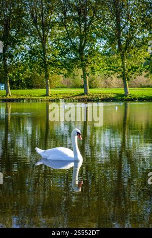 a White mute swan in a pond in romania Stock Photo - Alamy