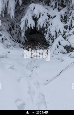 Coniferous tree under the snow in winter Stock Photo - Alamy