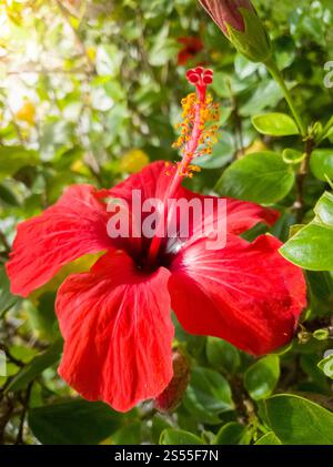 Closeup Image Of Hibiscus Plant And Flower Stock Photo - Alamy