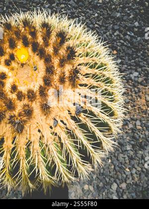 A beautiful closeup of a barrel cactus Stock Photo - Alamy