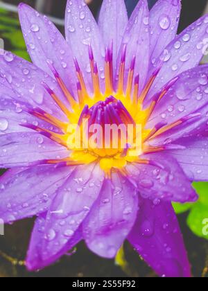 Water droplets on a closeup of a flower Stock Photo - Alamy