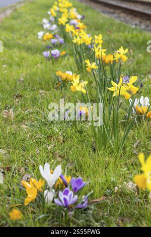 Flowering strip between tram tracks and road with yellow and purple ...