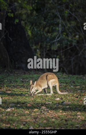 Agile Wallaby (Notamacropus agilis), Mary River National Park, Northern ...