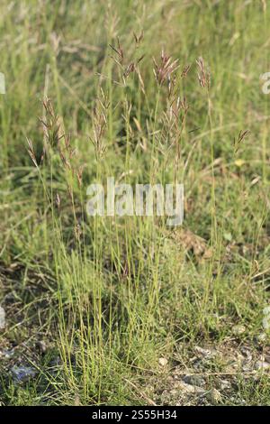 Creeping red fescue (Festuca rubra rubra) seeds Stock Photo - Alamy