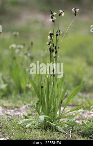 plants of ribwort Stock Photo - Alamy