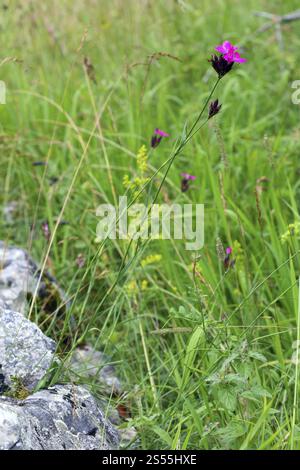 Pink wild carnation flowers - Dianthus species - under microscope ...