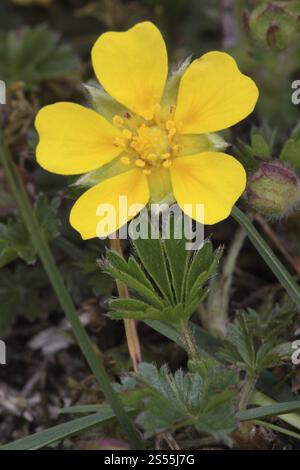 Potentilla naumanniana syn. verna, Spring Cinquefoil, Spring Cinquefoil ...