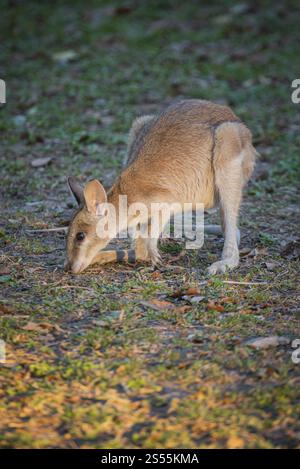 Agile Wallaby (Notamacropus agilis), Mary River National Park, Northern ...