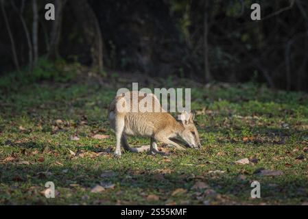 Agile Wallaby (Notamacropus agilis), Mary River National Park, Northern ...