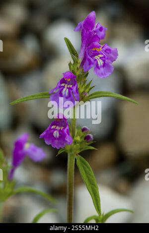 Red galeopsis ladanum var. angustifolia (Galeopsis angustifolia) close ...