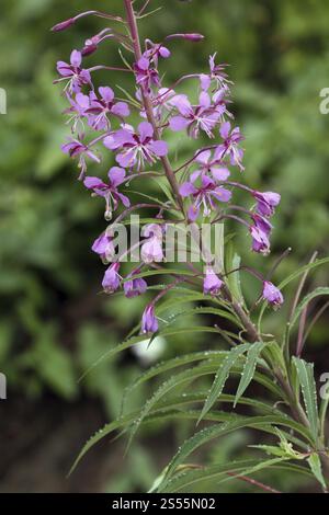 Blooming sallies (Epilobium angustifolium), flower, Rhineland ...