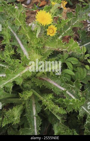 Sonchus asper, rough milk thistle or spiny sow thistle flower belonging ...