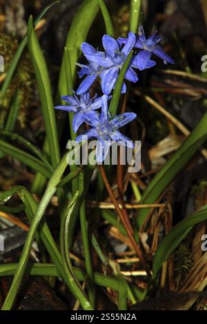 Two-leaf squill - first flower of spring Stock Photo - Alamy