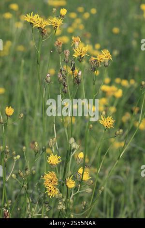 Crepis biennis, Meadow Pippau, Rough Hawksbeard Stock Photo - Alamy
