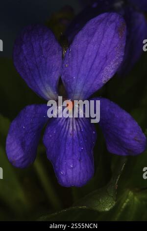 Wood violet, Viola odorata, March violet Stock Photo - Alamy