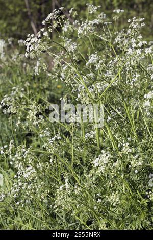 Cow parsley. natural environmental plant portrait with spring ...