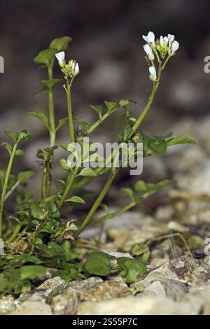 Cardamine hirsuta, Hairy Bittercress, Cardamine hirsuta Stock Photo - Alamy