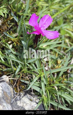 Cheddar pink, Dianthus gratianopolitanus, in flower, French Alps Stock ...