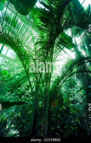 Light ray in a Jungle rainforest. Tropical background. Jungle ...