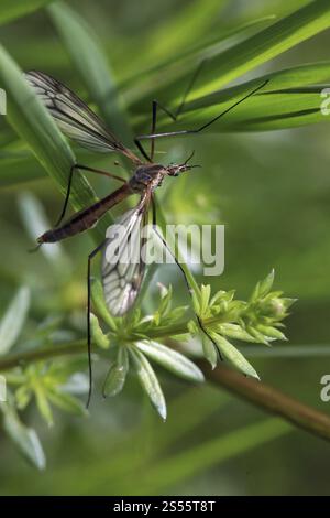 Tipula paludosa, Meadow snake, Crane fly Stock Photo - Alamy