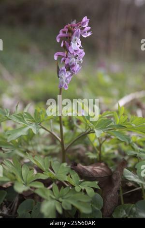 Corydalis cava, Hollowroot Stock Photo - Alamy