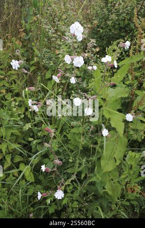 Flowering White campion (Silene alba or Melandrium album ...