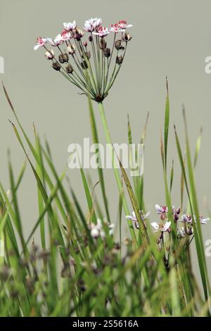 Flowering rush, Butomus umbellatus, Swan flower Stock Photo - Alamy