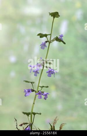 Ground Ivy, Creeping Charlie or Creeping Charley (Glechoma hederacea ...
