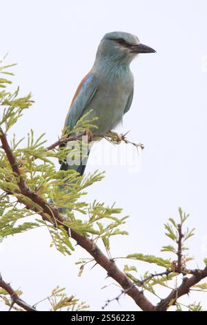 European rollers (Coracias garrulus), mating, Quintana de la Serena ...