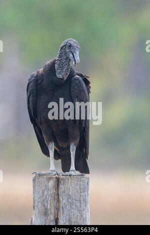 Raven vulture (Coragyps atratus), Pantanal, inland, wetland, UNESCO ...