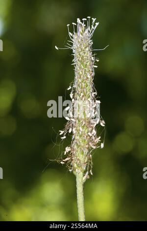 hoary plantain (Plantago media), inflorescences, Germany Stock Photo ...
