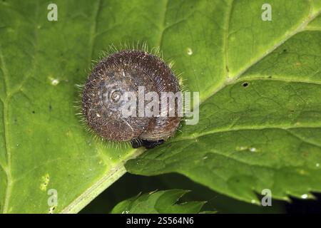 Trochulus villosus, Trichia villosa, Hairy Snail Stock Photo - Alamy