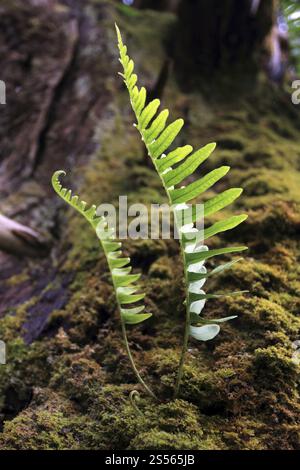 Common polypody, spotted fern, Polypodium vulgare Stock Photo - Alamy