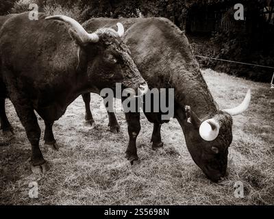 Grazing salers beef in Cantal mountain fields, France. Black and white ...